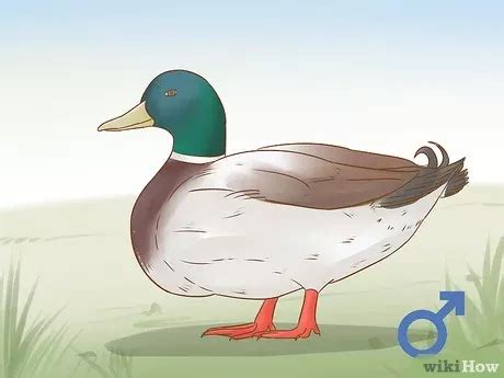 Ways To Tell The Sex Of A Baby Duck Artofit