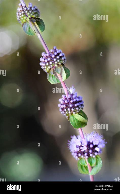 Pennyroyal Is Frequently Used As An Insecticide And Pest Repellant And