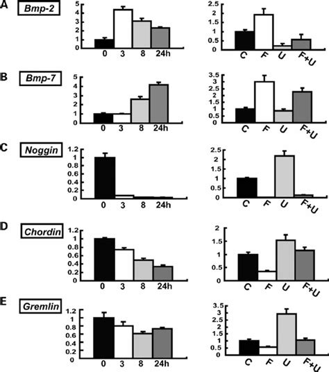 Fgf18 Upregulates Bmp 2 Bmp 7 And Downregulates Noggin Chordin And
