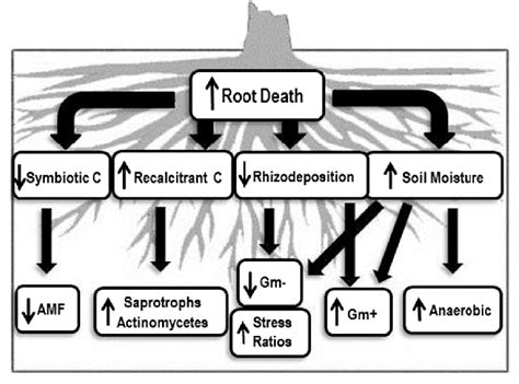 Conceptual Diagram Of Canopy Gap Creation Effects And Hypothesized
