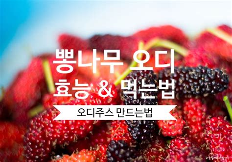 뽕나무 오디의 효능 및 먹는법 만드는방법 오디쥬스 만드는법 네이버 블로그