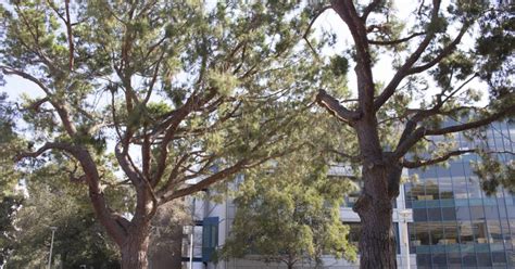 41 Years Later The Csuf Massacre Is Still Heavy On The Hearts Of Those Related To The Victims