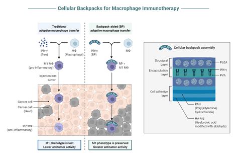 Cellular Backpacks For Macrophage Immunotherapy BioRender Science