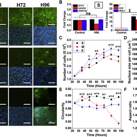 Characterization Of Human Ipscs Under Self Renewaldifferentiation Download Scientific Diagram