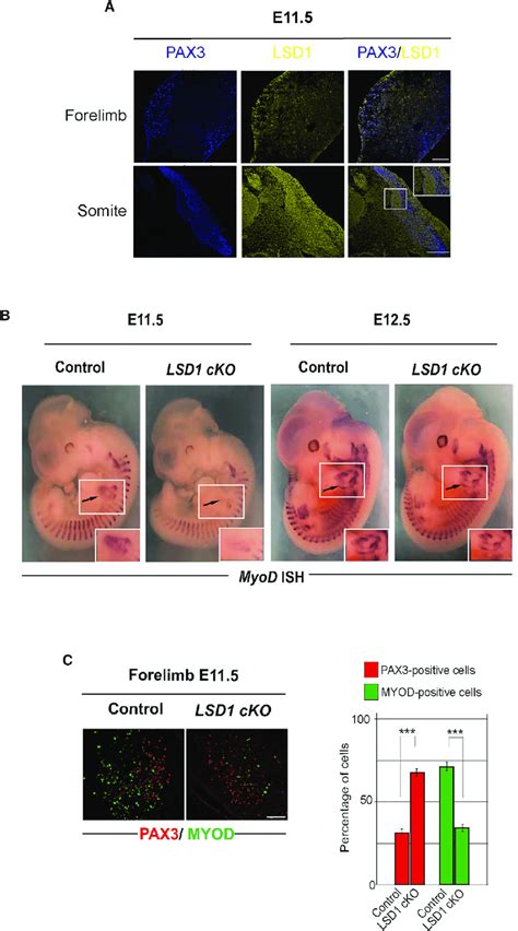 Lsd1 Depletion Spatio Temporally Impairs Myod Expression During Embryo