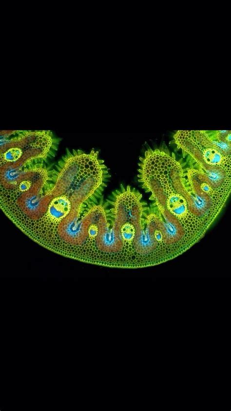 Grass Under A Microscope