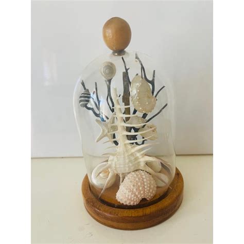 Coastal Decor Vintage Sea Shell Nautical Decor Small Dome Chairish
