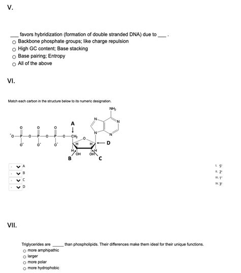 Solved V Favors Hybridization Formation Of Double Stranded