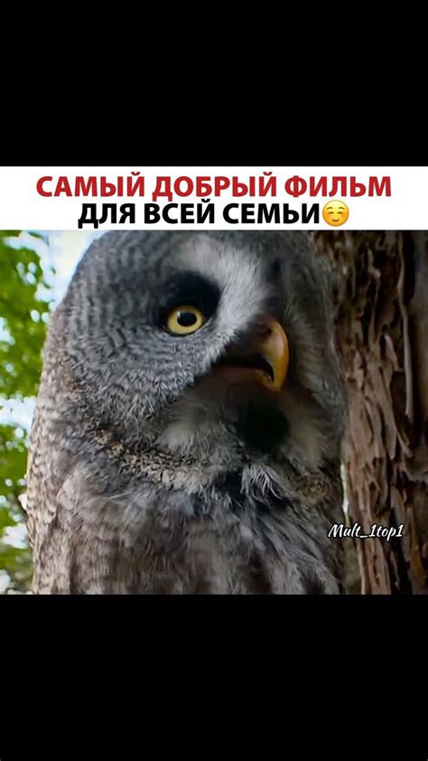 🍿МУЛЬТФИЛЬМЫ ФИЛЬМЫ СЕРИАЛЫ🍿 🍿Мультфильм «Тайна домашних животных