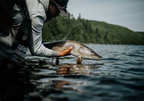 14 Pike Fishing Tips That Will Take Your Skills To The Next Level