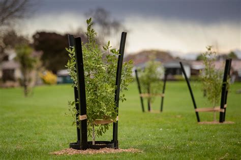 Tree planting plans previous consultations Tree Planting Plans Kōrero mai Lets talk