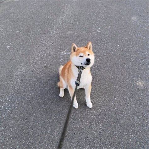 柴犬が散歩を拒否する理由とは？ 思わず笑っちゃう「拒否柴」画像集も（いぬのきもちnews）