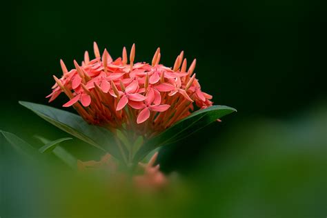 龙船花摄影图片公园生态摄影 太平洋电脑网摄影部落