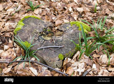 Heart Shaped Tree Trunk With Fallen Leaves Stock Photo Alamy