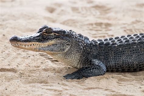 Crocodile Vs Caiman Whats The Difference SeaQuest
