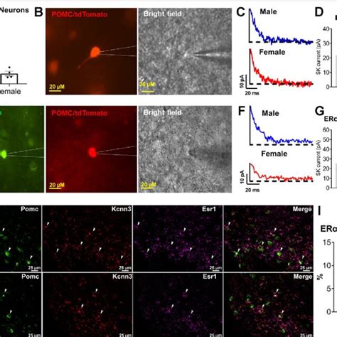 Sk Current And The Expression Of Sks In Pomc Neurons A The Expression