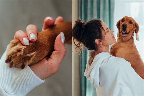¿por Qué Los Perros Tiene Una Uña Negra Conoce La Curiosa Explicación