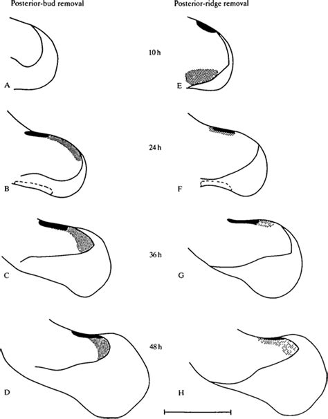 Posterior Apical Ectodermal Ridge Removal In The Chick Wing Bud Triggers A Series Of Events