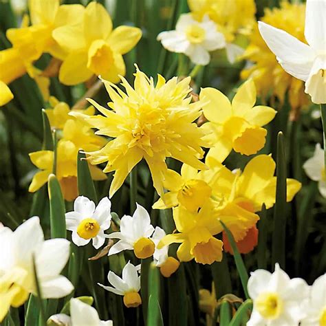 Dwarf Daffodil Mix 25 Flower Bulbs