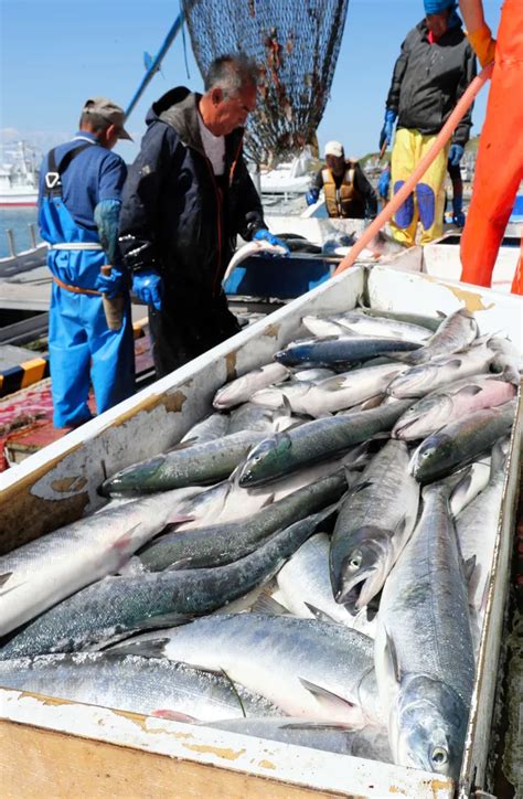 秋サケ定置網漁獲量 根室管内20％増でも地域差 羅臼5割増、歯舞大幅減 釧路管内は漁獲高増：北海道新聞デジタル