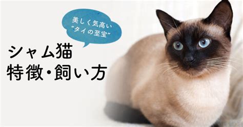 飼い主さん必見！シャム猫の特徴や飼い方について【シャム猫の飼い主さんの声もご紹介】 猫ねこ部