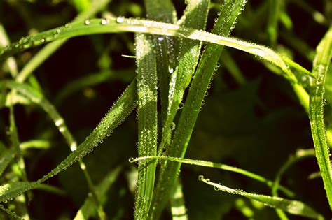 Grass Nature Rain Free Photo On Pixabay Pixabay