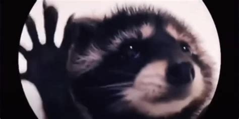 Conoce El Fenómeno Viral Del Mapache Que Baila Pedro Pedro
