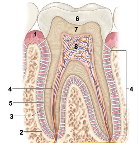 Principles Of Dental Hygiene Flashcards Quizlet