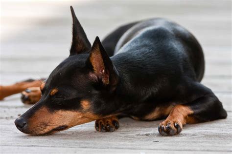 Miniature Pinscher Wallpapers Wallpaper Cave