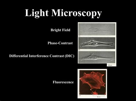 Ppt Light Microscopy Powerpoint Presentation Free Download Id6835641