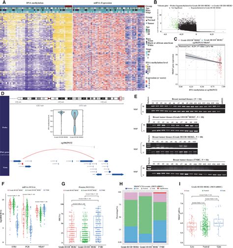 Genome‐wide Dna Methylation Profiling Of Histologic Grade Iii Er⁺her2
