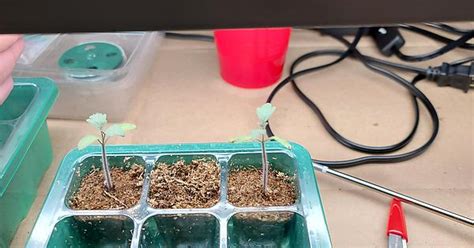 Tomato Album On Imgur