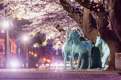 藝術街道賞櫻青森縣十和田市春之祭4 6起熱鬧登場