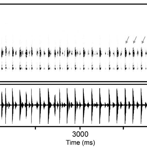 Spectrogram Above And Oscillogram Below Of A Part Of A Long Call
