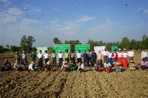 ကော့မှူး၌ ဆောင်းသီးနှံနေကြာစံပြကွက်မျိုးစေ့ချ စိုက်ပျိုးပွဲအခမ်းအနားကျင်းပ Information And