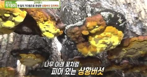 생방송투데이 상황버섯 오리백숙 담백한 육수 손님들 극찬 위치는