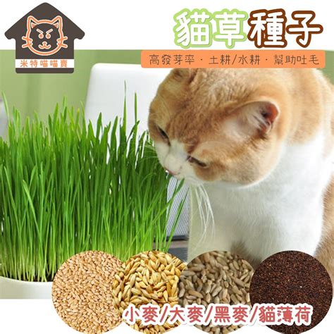 米特喵喵賣~貓草種子 買5送1 貓草種植 小麥種子 大麥種子 黑麥種子 貓薄荷種子 貓零食 貓草 兔草 鼠草 龜草 蝦皮購物