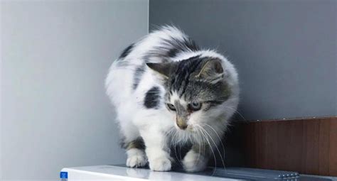 After Roaming Outside For Years A Cat Finds Comfort And Gives Birth To