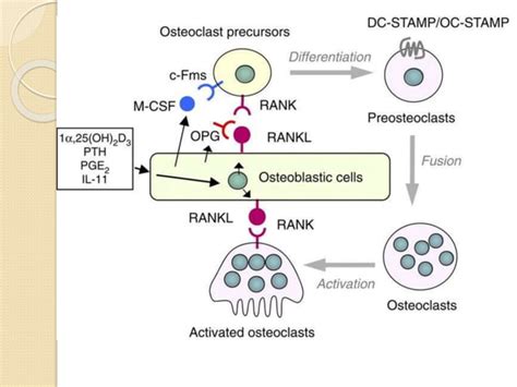 Hypercalcemia Associated With Malignancy Pptm 2 Pptx Endocrine And Metabolic Diseases