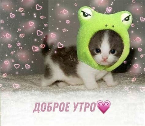 милый котик в шапке лягушки
