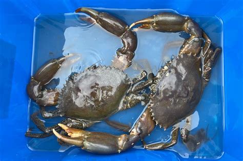 How To Chase Mud Crabs Au