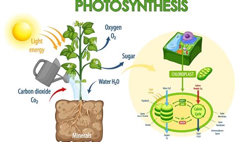 Diagram Of Photosynthesis In Plants