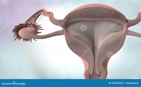三维插图女性生殖器官解剖 库存例证 插画 包括有 背包 肌肉 人力 有机体 女主持人 科学 245425439