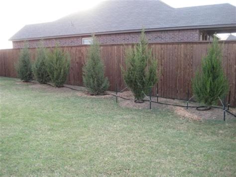 Juniper Trees With Browning At The Center