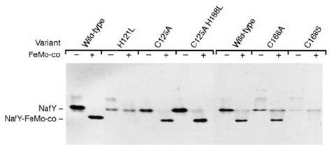 Gel Shift Analysis Of The Interaction Of Purified Nafy Variants With
