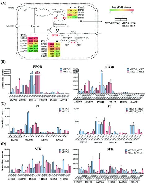 Differential Expression Of The Hydrogenosomal Genes In The Mtz R T