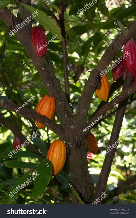Cocoa Pods Stock Photo 11979226 Shutterstock