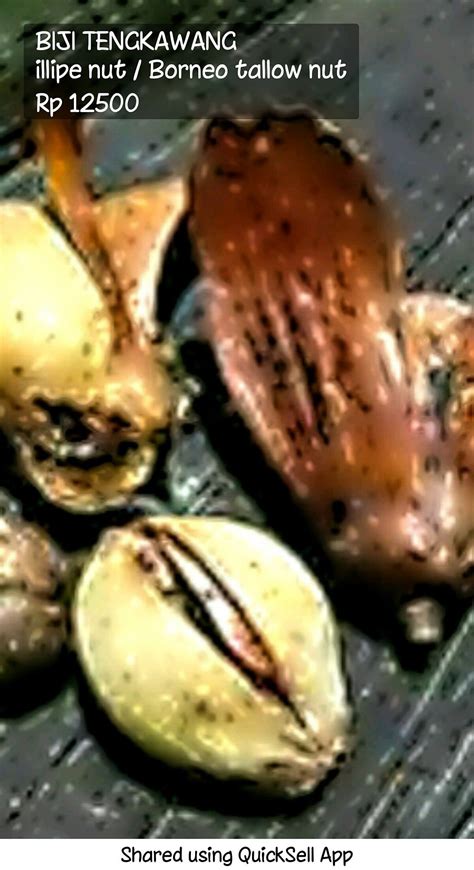 Bns Indonesia Jual Biji Tengkawang Borneo Tallow Nuts