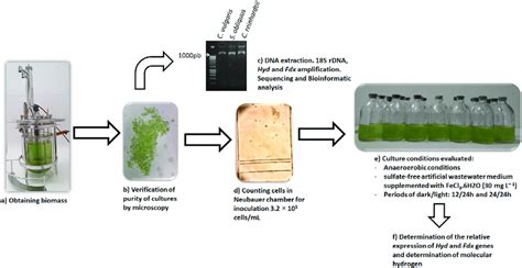 Representative Diagram Of The Experimental Strategy A The Biomass