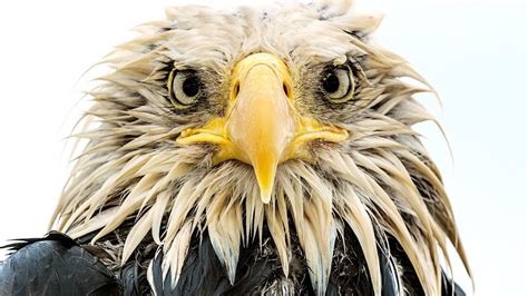 Are Eagles Still Endangered Danger Choices